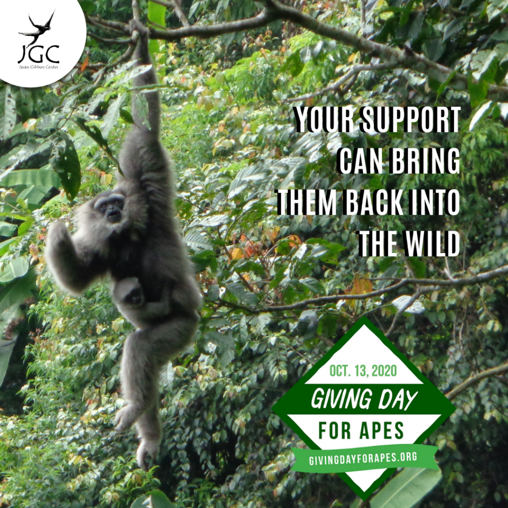 Giving Day For Apes 2020: Help Javan Gibbons to Get Wild Again ...